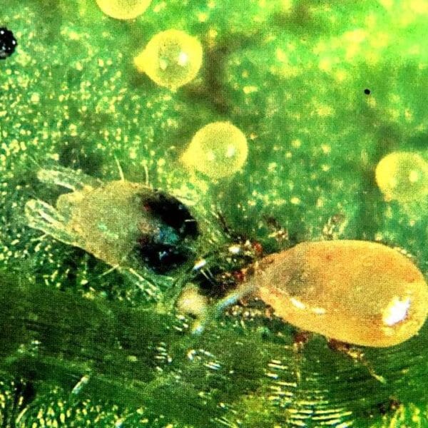 Buy Predatory Mites Online | Organic Spider Mite Control Delivered Fast