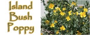 Island Bush Poppy – Green Thumb Nursery