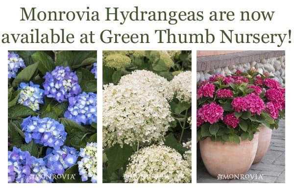 Monrovia Hydrangeas are now available at Green Thumb Nursery! - Green ...