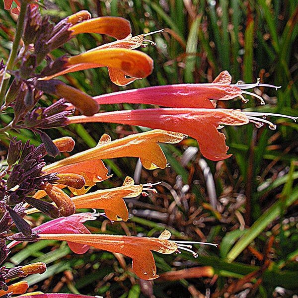 Hummingbird LOVE list – Plants that Hummingbirds Cannot Resist – Green ...