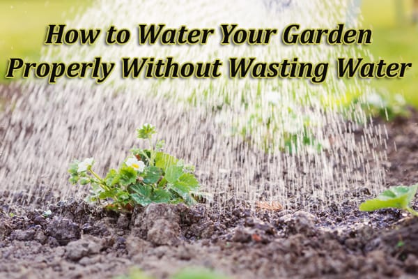 How to Water Your Garden Properly Without Wasting Water - Green Thumb ...