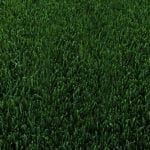 One Sq. Foot of Marathon™ II Sod – Green Thumb Nursery