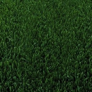One Sq. Foot of Marathon™ II Sod – Green Thumb Nursery