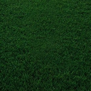 One Sq. Foot of Marathon™ Sod – Green Thumb Nursery