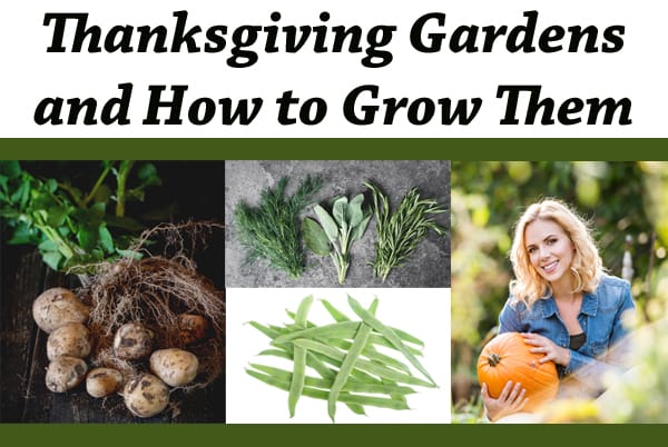Thanksgiving Gardens and How to Grow Them - Green Thumb Nursery
