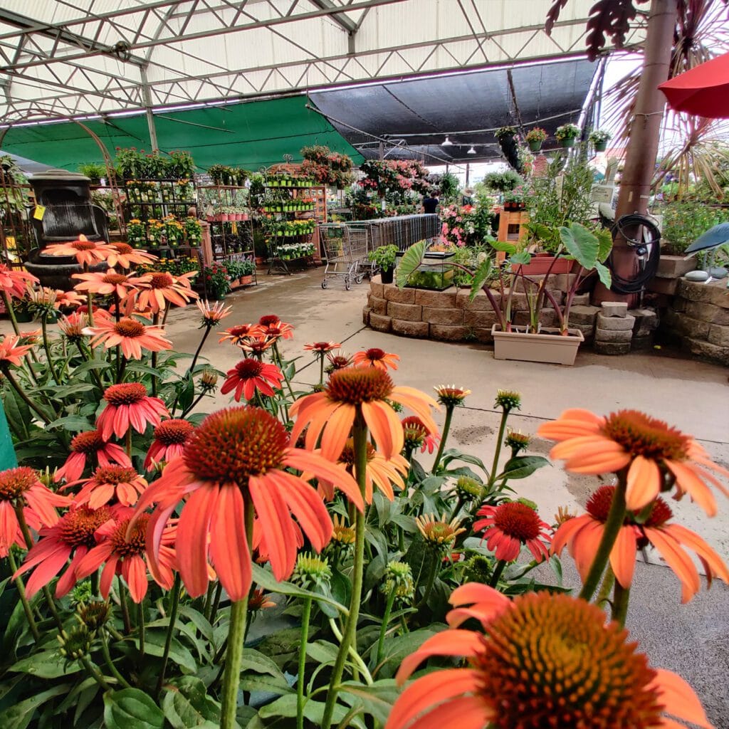 Green Thumb Nursery Newsletter Signup – Green Thumb Nursery