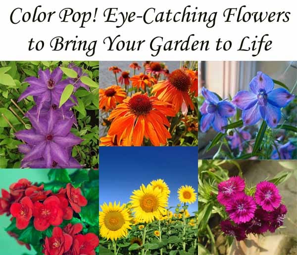 Color Pop! Eye-Catching Flowers to Bring Your Garden to Life - Green ...