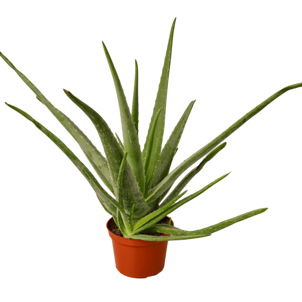Aloe ‘White Fox’ – Green Thumb Nursery