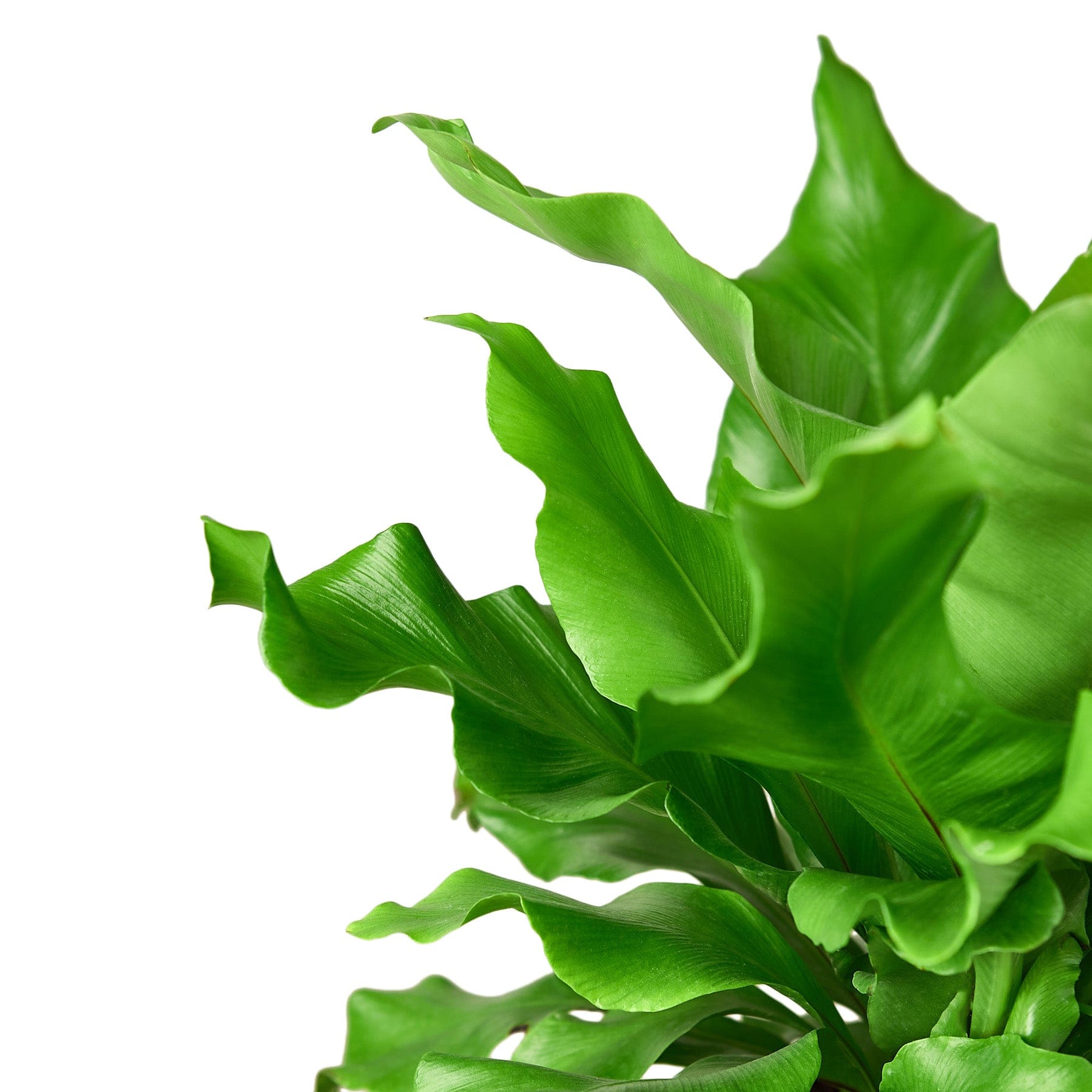 Bird’s Nest ‘Nidus’ Fern – Green Thumb Nursery