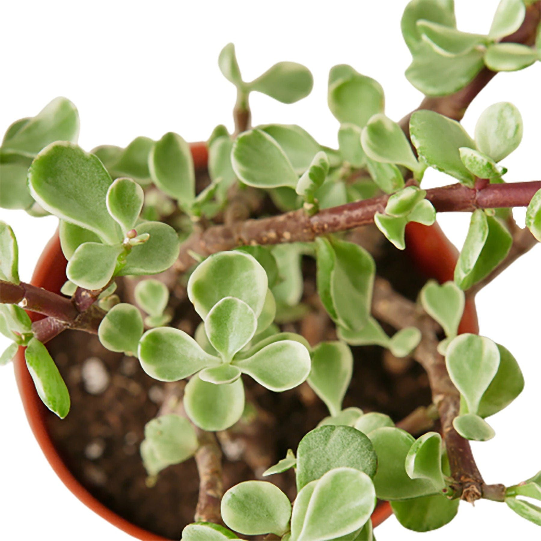 Succulents and Cacti - Green Thumb Nursery