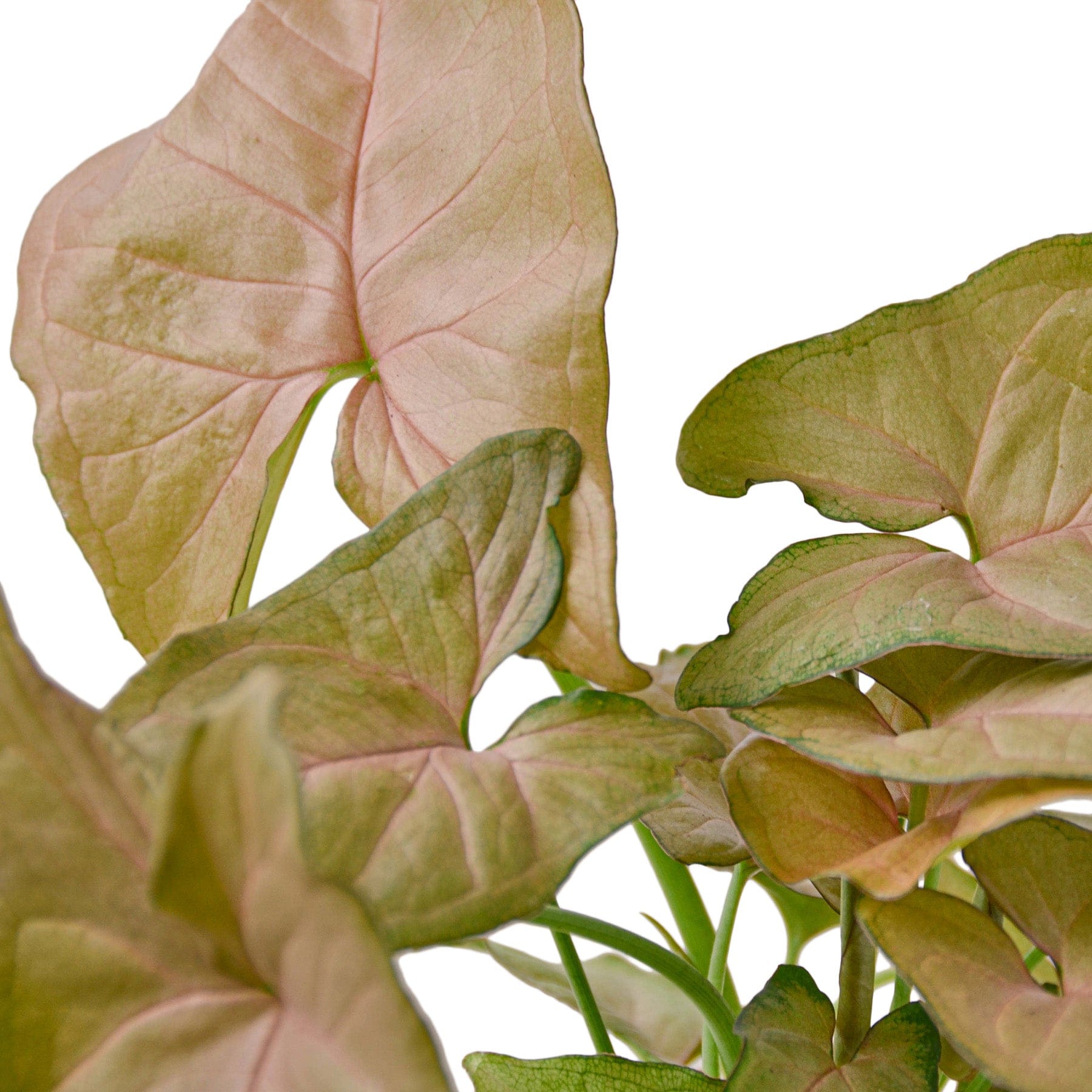 Philodendron ‘Variegated Ring of Fire ‘ - Green Thumb Nursery