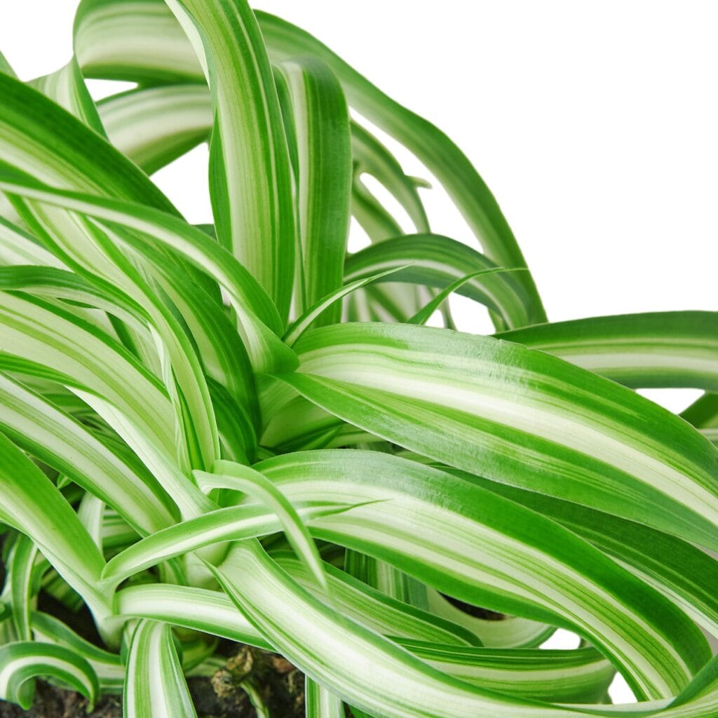 Guzmania Bromeliad ‘White’ - Green Thumb Nursery