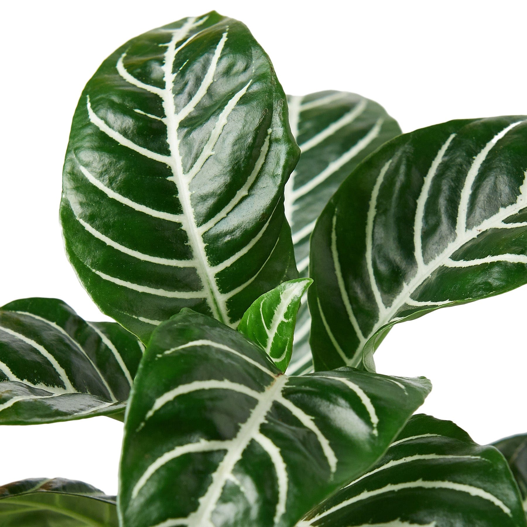 Philodendron Gloriosum ‘Zebra’ - Green Thumb Nursery
