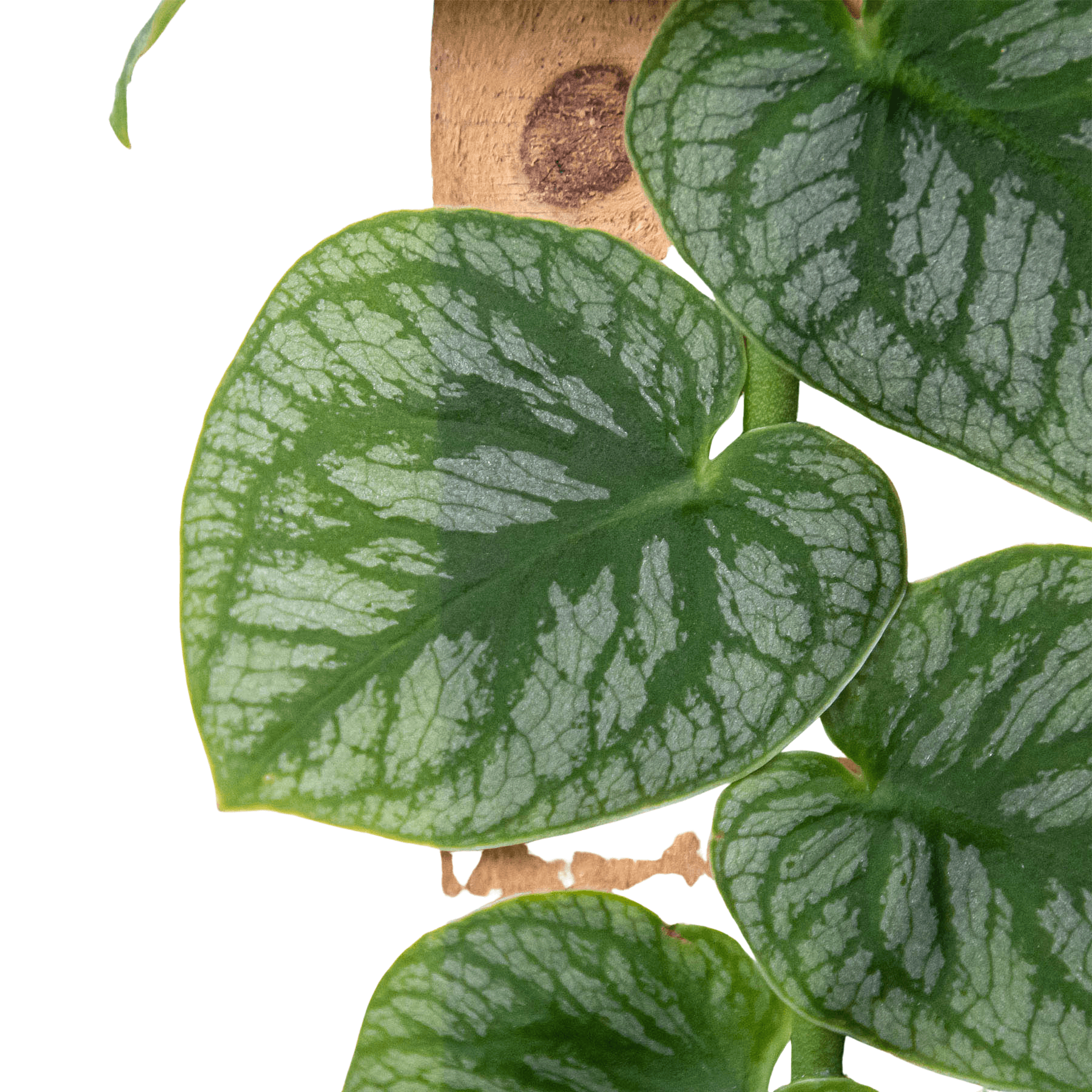 Monstera ‘Dubia’ (Shingle Plant) – 4″ Pot - Green Thumb Nursery