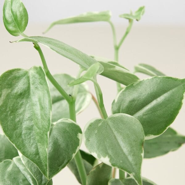 Indoor Plant Potting Soil – Puck - Green Thumb Nursery