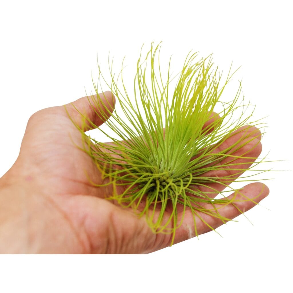 3 Large Tillandsia Air Plant Variety Pack - Green Thumb Nursery