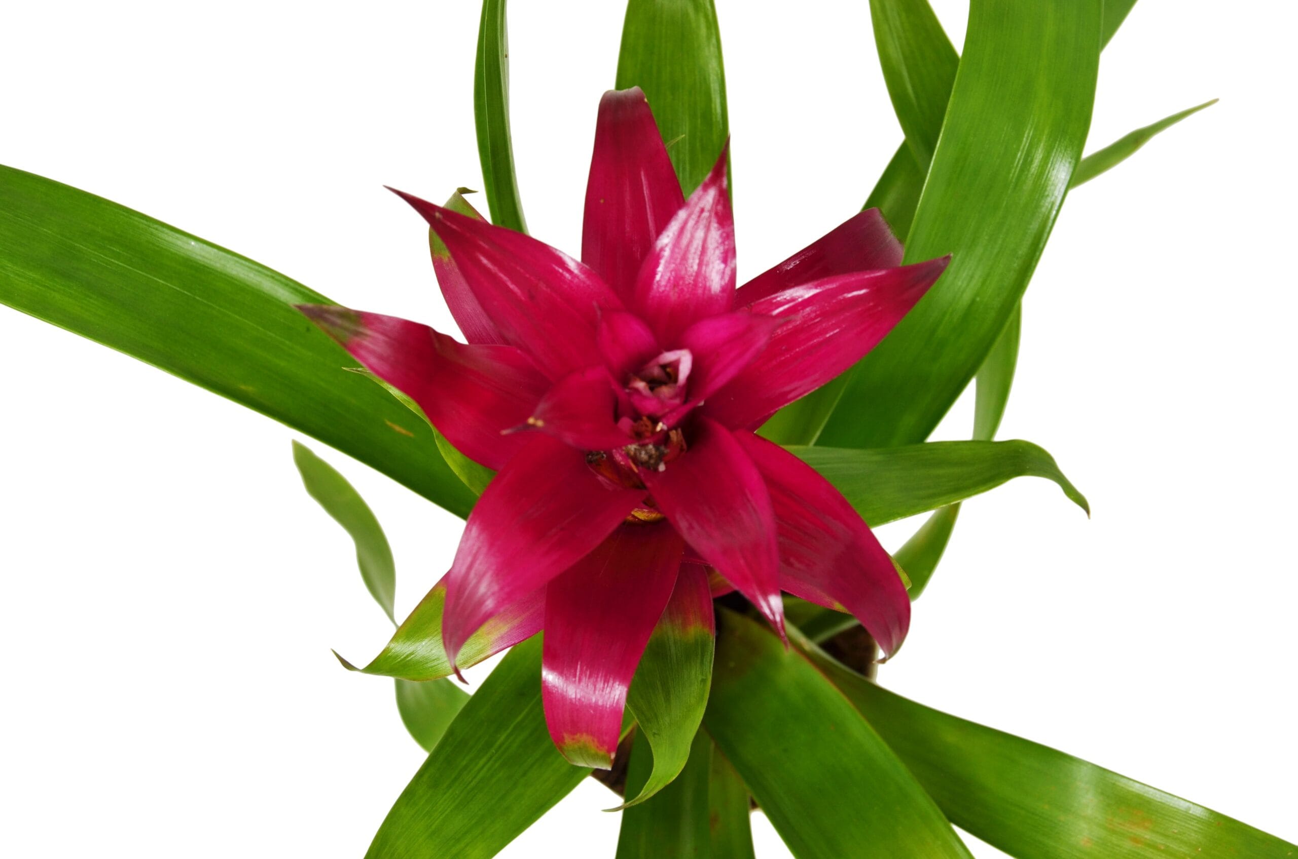 Bromeliad Guzmania ‘Purple’ – 4″ Pot – Green Thumb Nursery