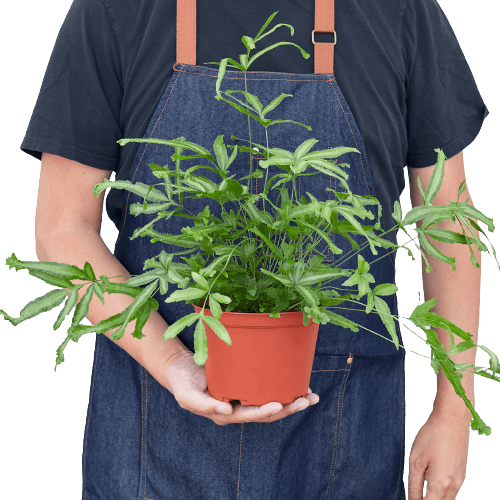 Pteris Cretica ‘Mayi’ Fern – 6″ Pot – Green Thumb Nursery