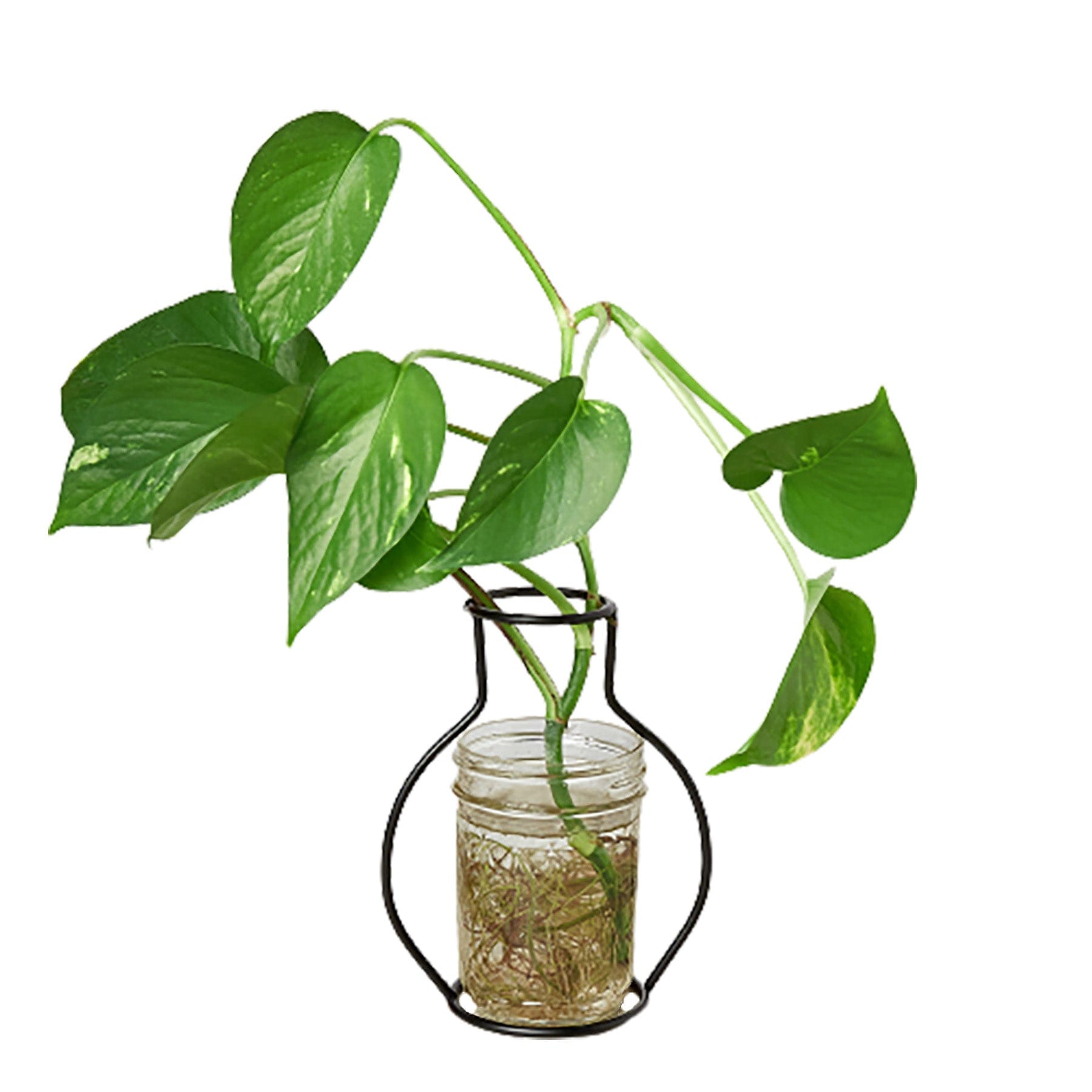 Propagation – Wire Frame – Green Thumb Nursery