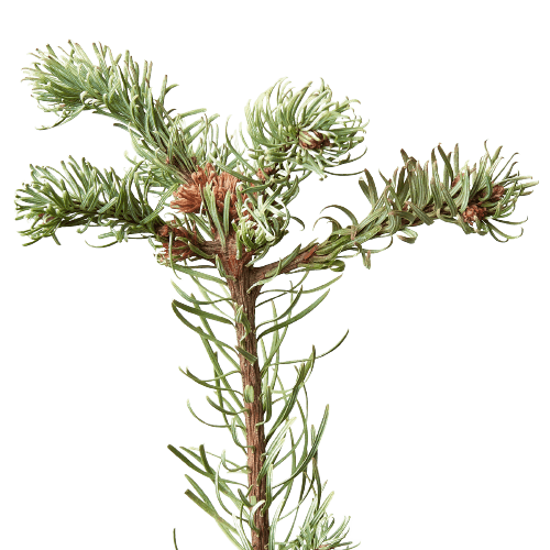 Noble Fir Tree – Green Thumb Nursery