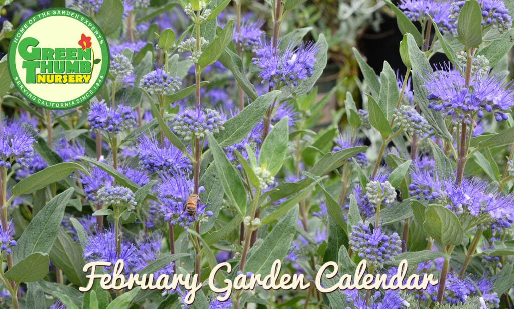 February Garden Calendar – Green Thumb Nursery