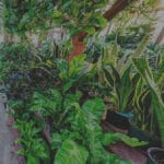 Online Shop – Green Thumb Nursery