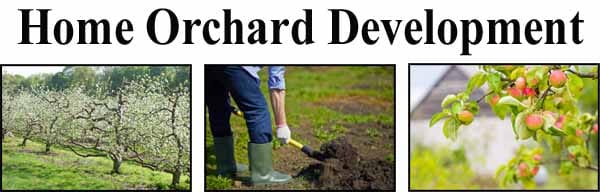 Home Orchard Development – Green Thumb Nursery