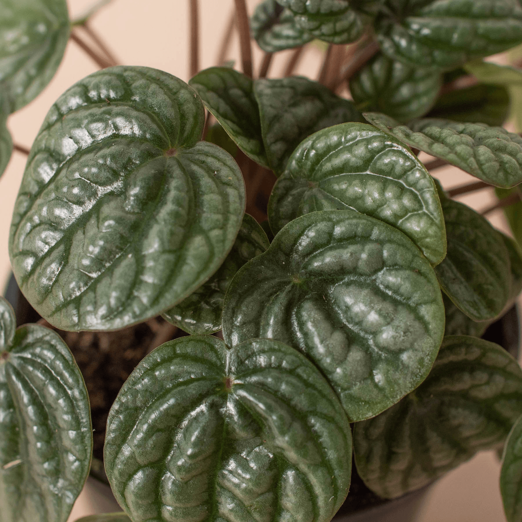 Peperomia ‘Burbella’ – Green Thumb Nursery
