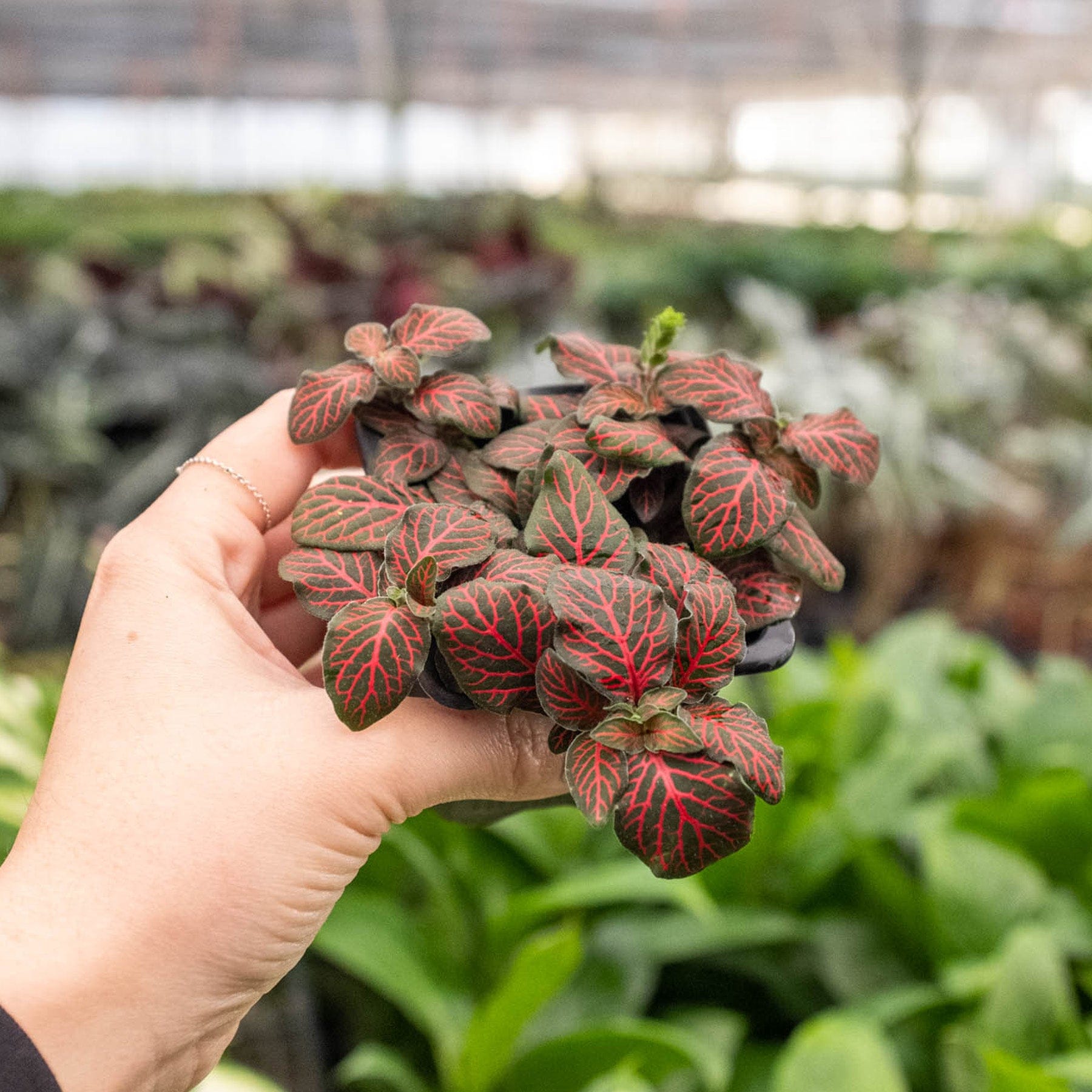 Fittonia ‘Red’ – Green Thumb Nursery
