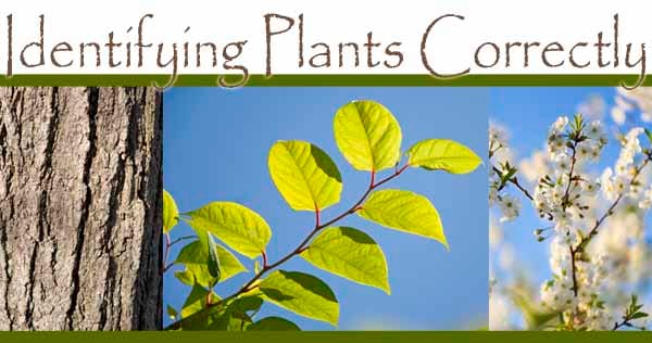 Identifying Plants Correctly - Green Thumb Nursery