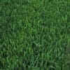 Order Sod Online - Green Thumb Nursery