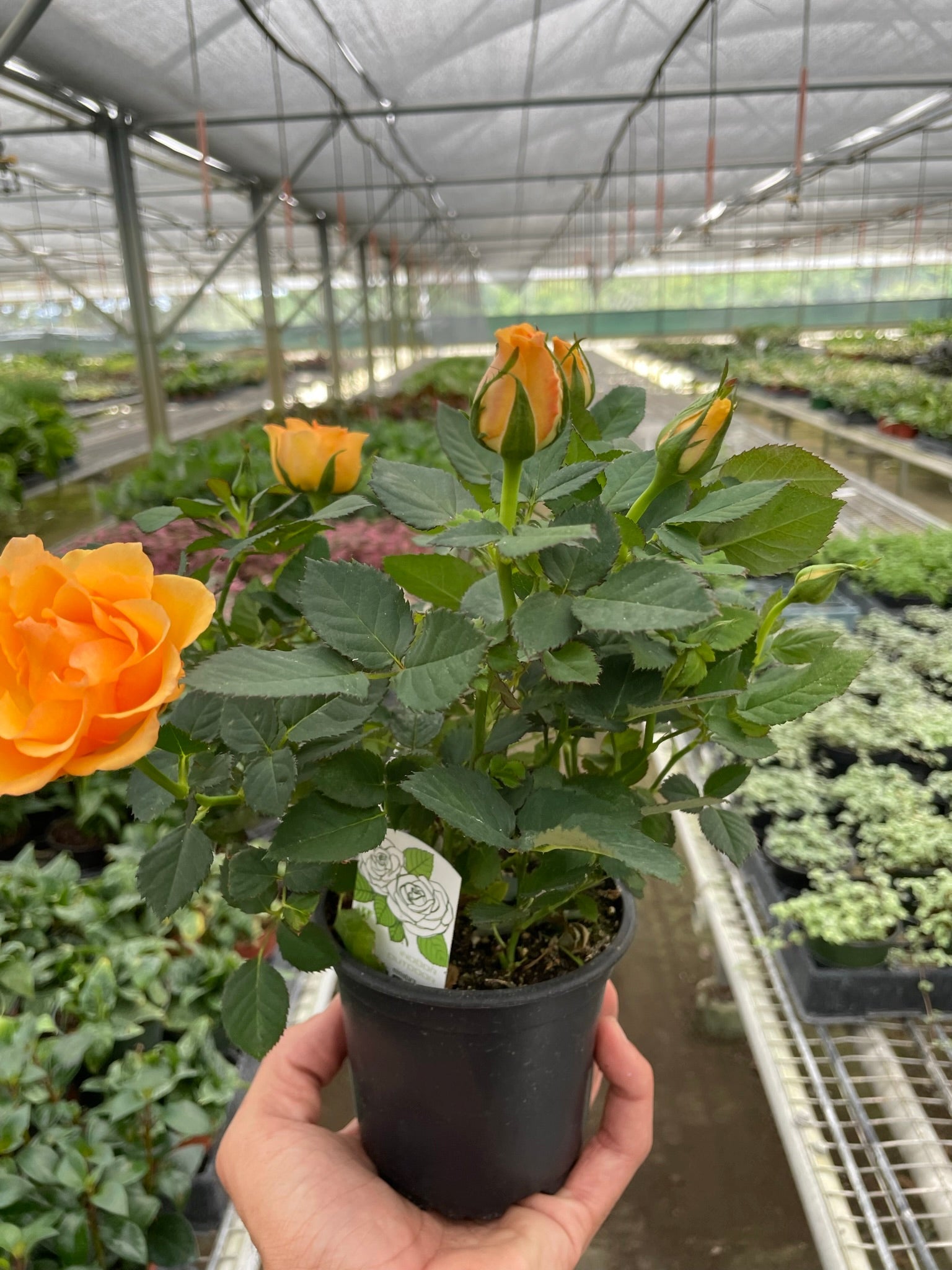 Mini Rose Bush – Green Thumb Nursery