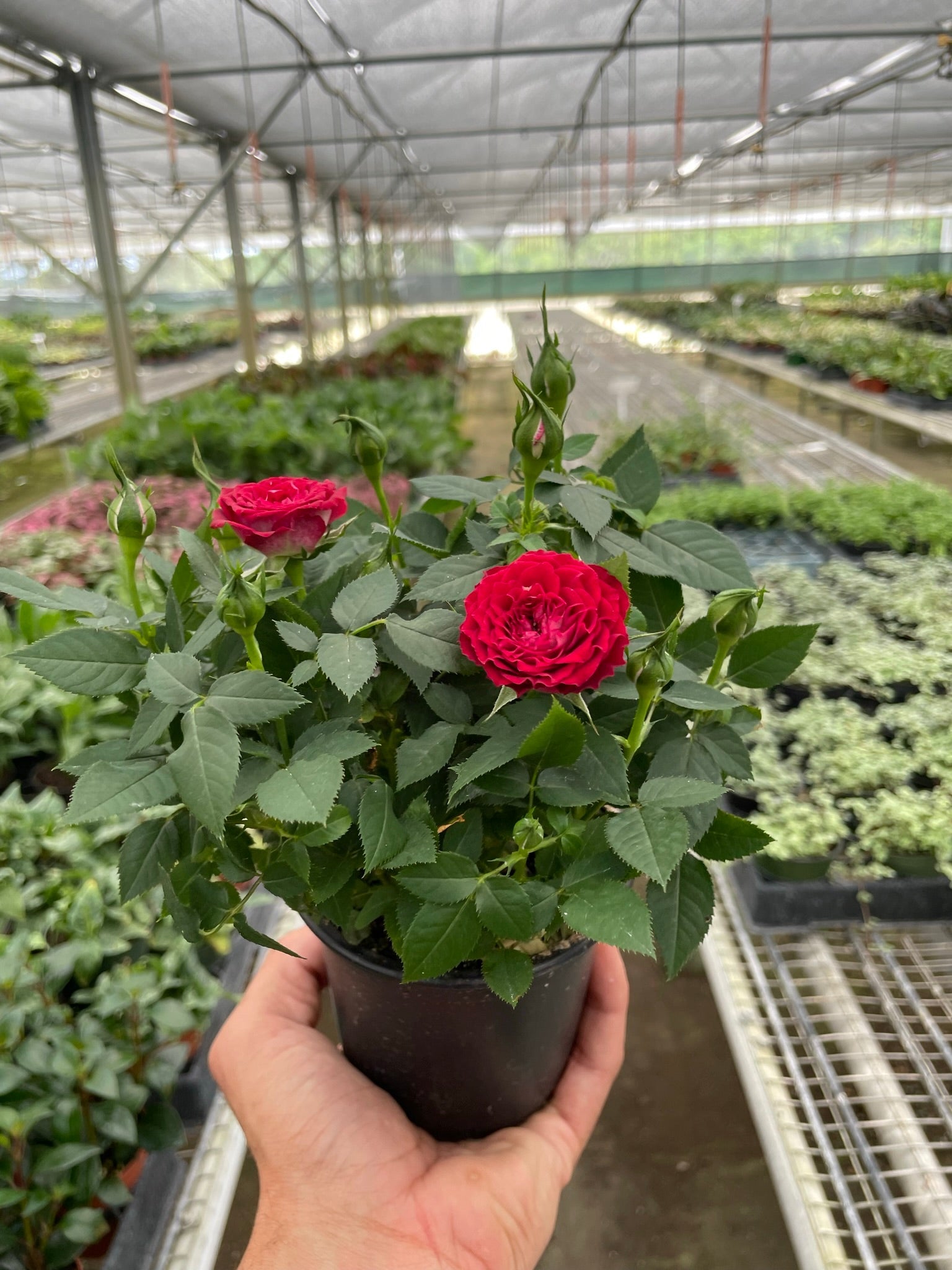 Mini Rose Bush – Green Thumb Nursery