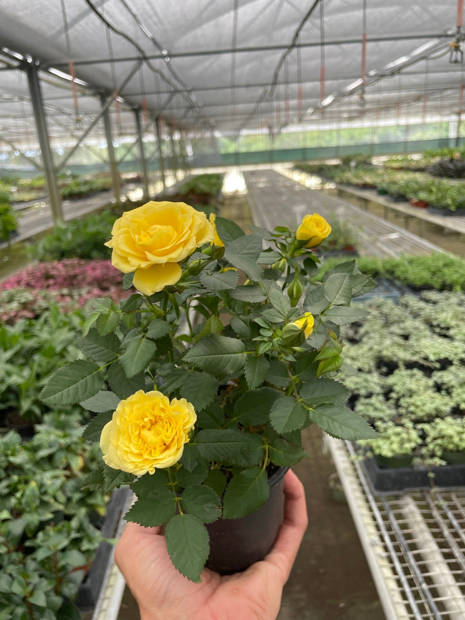 Mini Rose Bush – Green Thumb Nursery