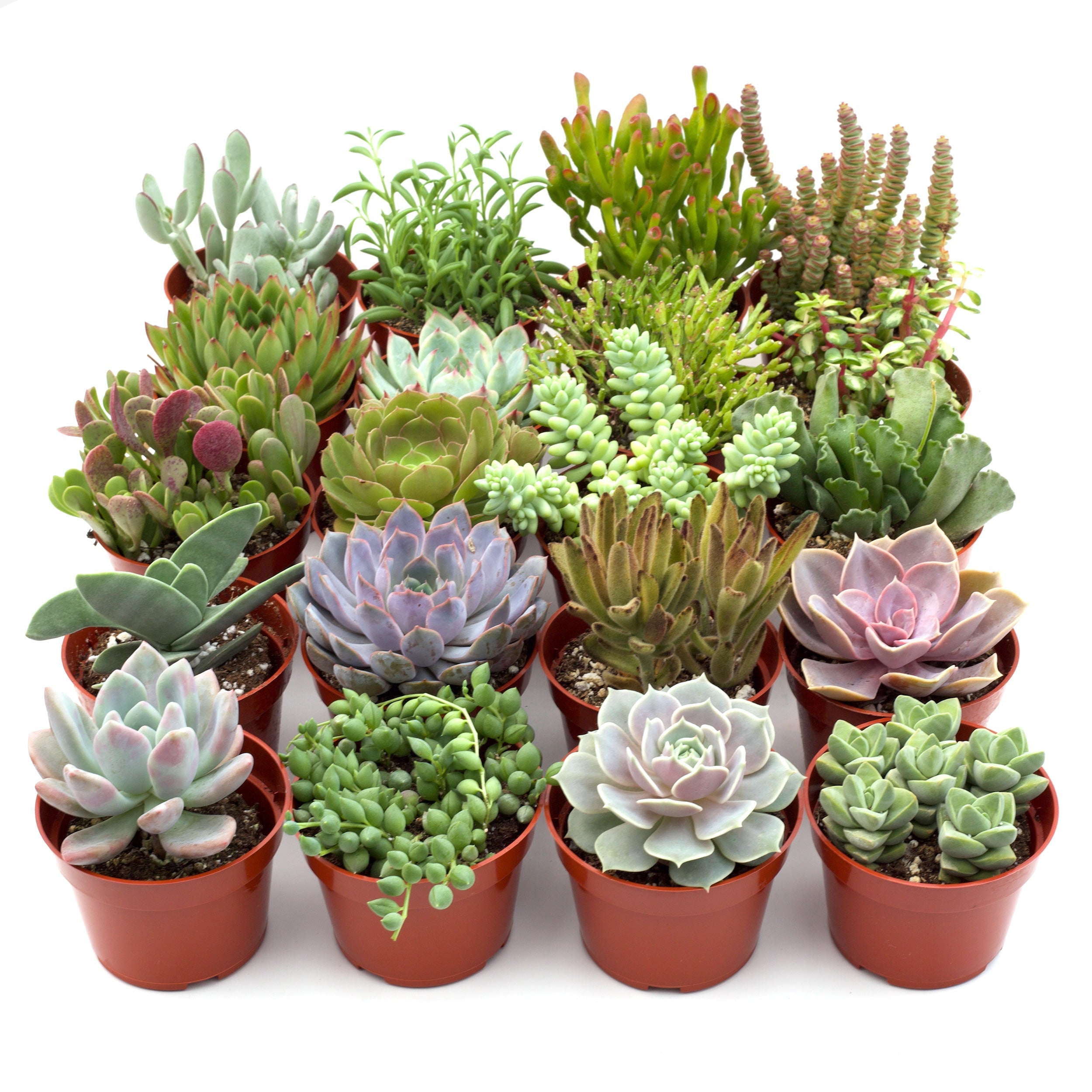 Assorted Succulent Variety - Green Thumb Nursery