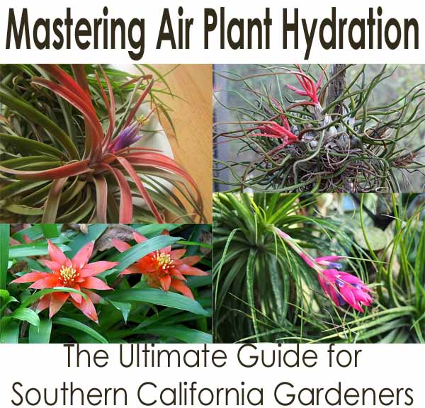 Mastering The Art Of Watering Your Air Plants: The Ultimate Guide for Southern California ...