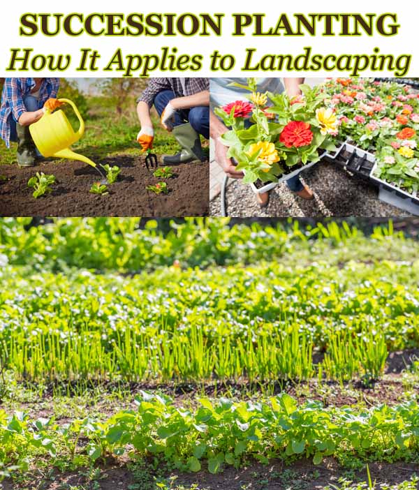Succession Planting How It Applies to Landscaping – Green Thumb Nursery