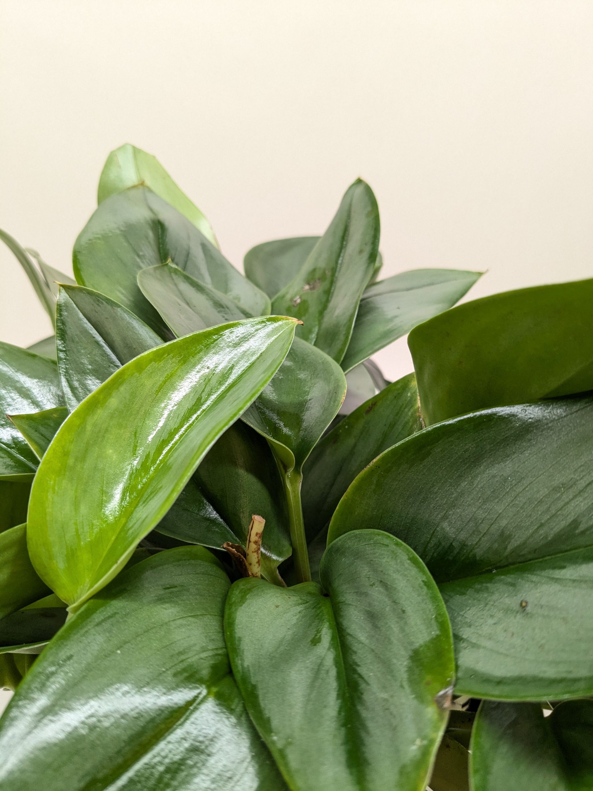 Scindapsus Platinum Java – Green Thumb Nursery