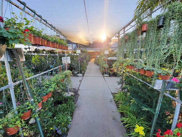 Green Thumb Nursery Lake Forest Orange County’s Best – Green Thumb Nursery