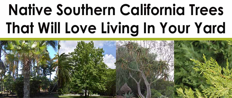 Native Southern California Trees That Will Love Living In Your Yard ...
